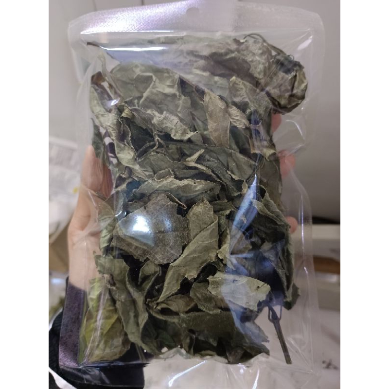 Daun pecah beling / pecah kaca. Terbaik untuk prostat/buah pinggang ...