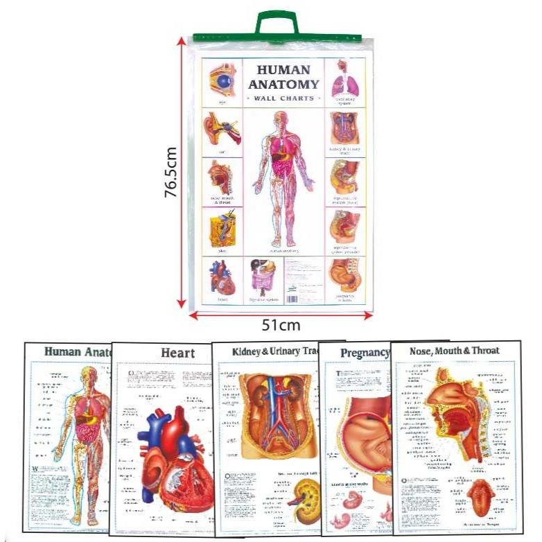 CHARTS HUMAN ANATOMY/CARTA ANATOMI BADAN MANUSIA | Shopee Malaysia