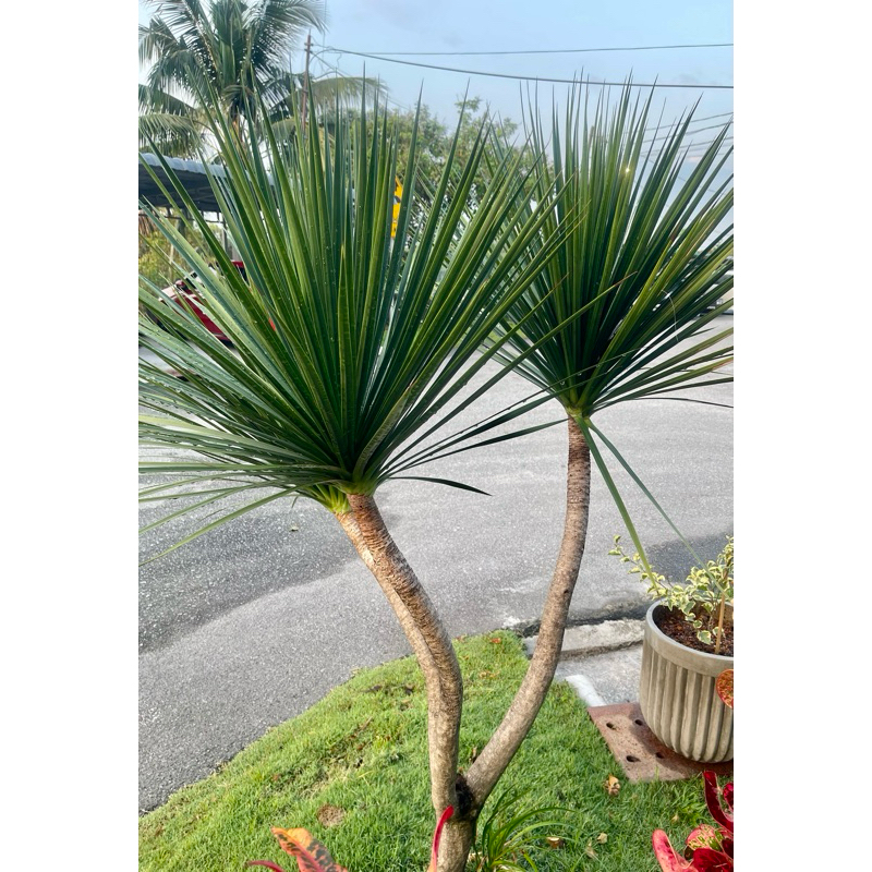 Dracaena draco keratan besar size L | Shopee Malaysia