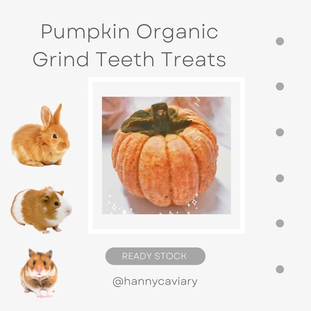 Pumpkin Organic Grind Teeth Treats (For Molar Use) | Shopee Malaysia