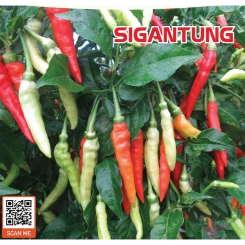 20 biji benih CILI SIGANTUNG chili seeds | Shopee Malaysia
