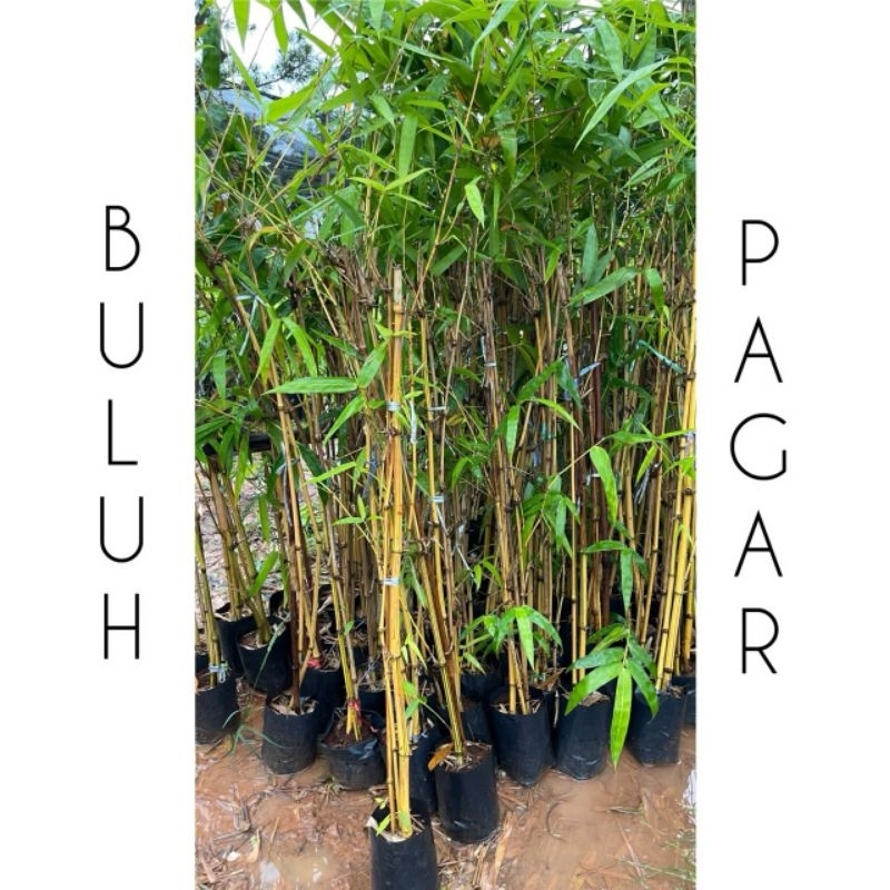 Pokok buluh pagar kuning | Shopee Malaysia
