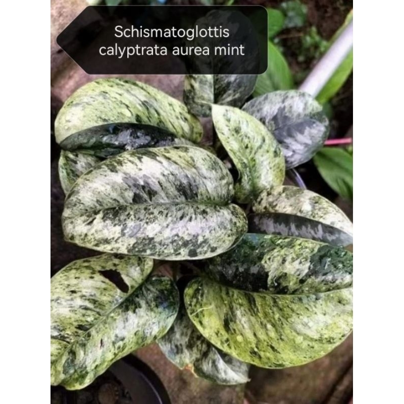 Schismatoglottis Calyptrata Aurea Mint / calyptrata albo / Sumatra sp ...
