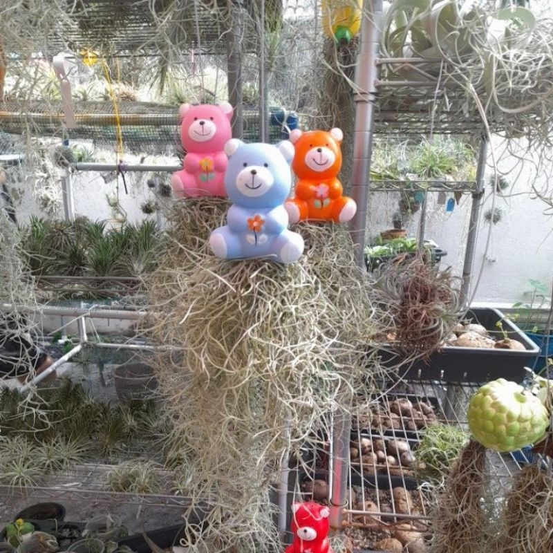 REAL LIFE AIRPLANT JANGGUT ADAM BEAR PANTUNG | Shopee Malaysia