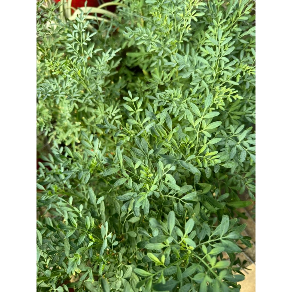 Pokok Busuk / Pokok Garuda 🌱 Rimbun / Pokok halau Nyamuk 驱蚊臭草 | Shopee ...
