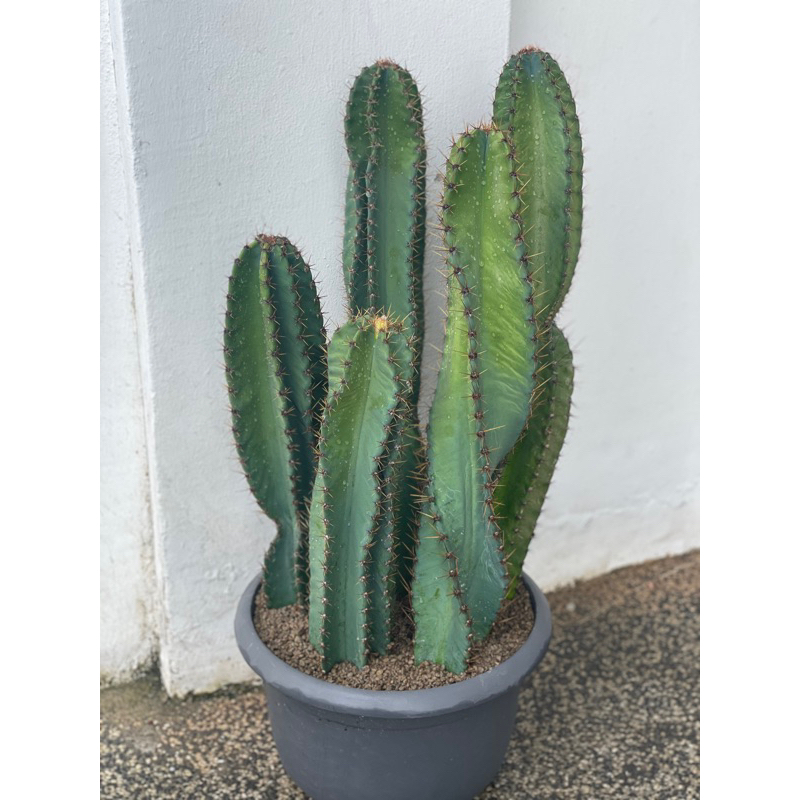 Cowboy Cactus Blue Cereus flowering Tinggi Besar Berbunga real life ...