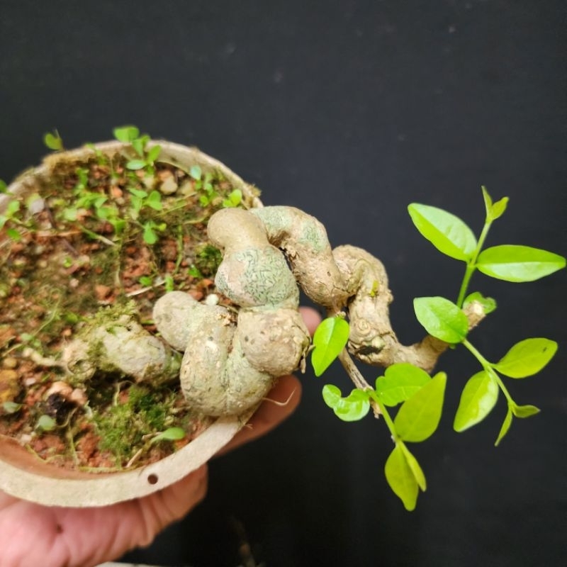 bonsai jeliti sui mei 水梅 artistic base | Shopee Malaysia