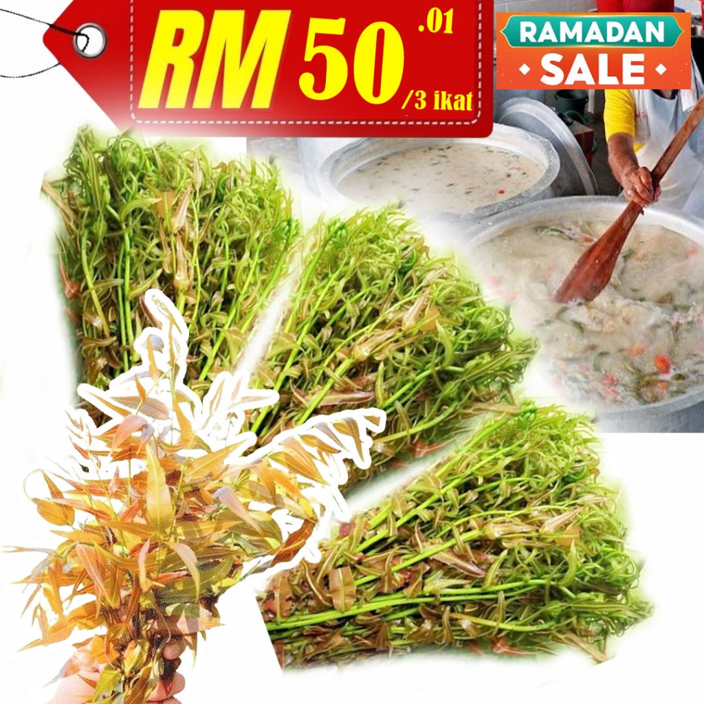 [SEGAR] Paku Merah Segar@Pakis Midin | PUCUK LEMIDING @ MIDIN | Shopee ...