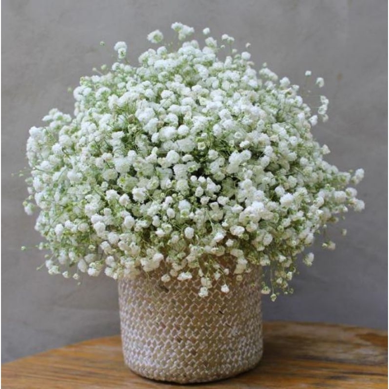 F19 Gypsophila seeds/Biji benih bunga gypsophila/满天星花种子 | Shopee Malaysia
