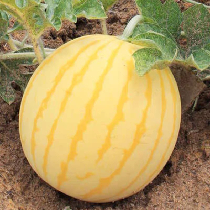 Sweet Yellow-skinned, yellow-fleshed watermelon 20seeds / Benih ...