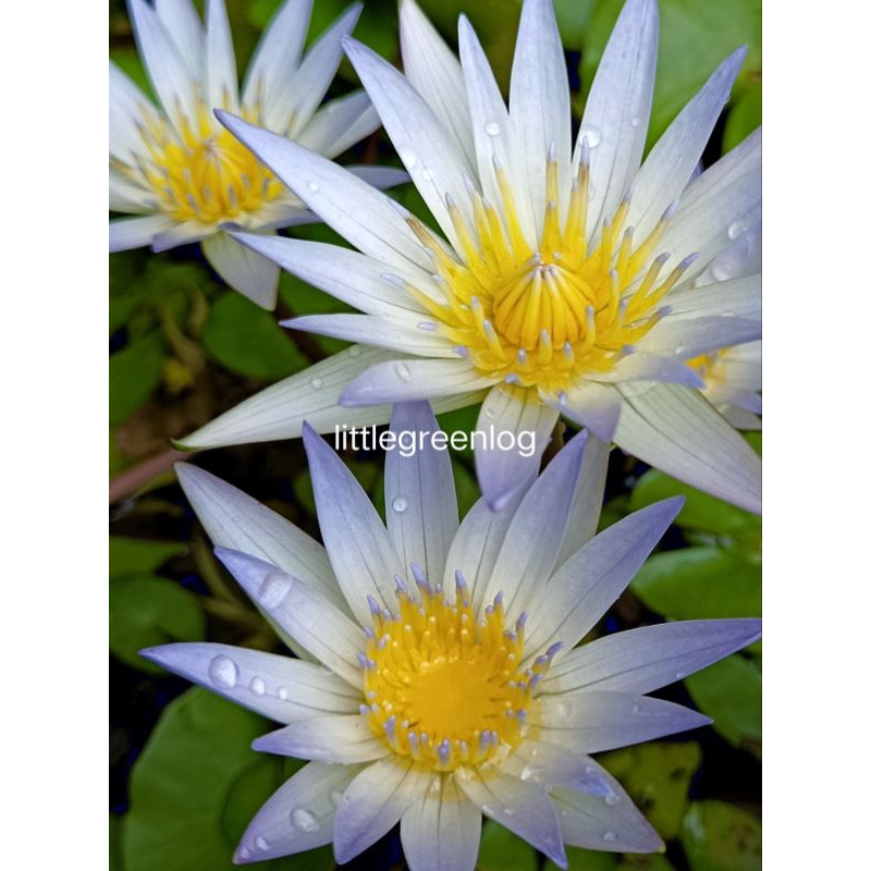 Light Purple Color Tropical water lily (Pokok Bunga Telepok, 淡紫色热带睡莲 ...