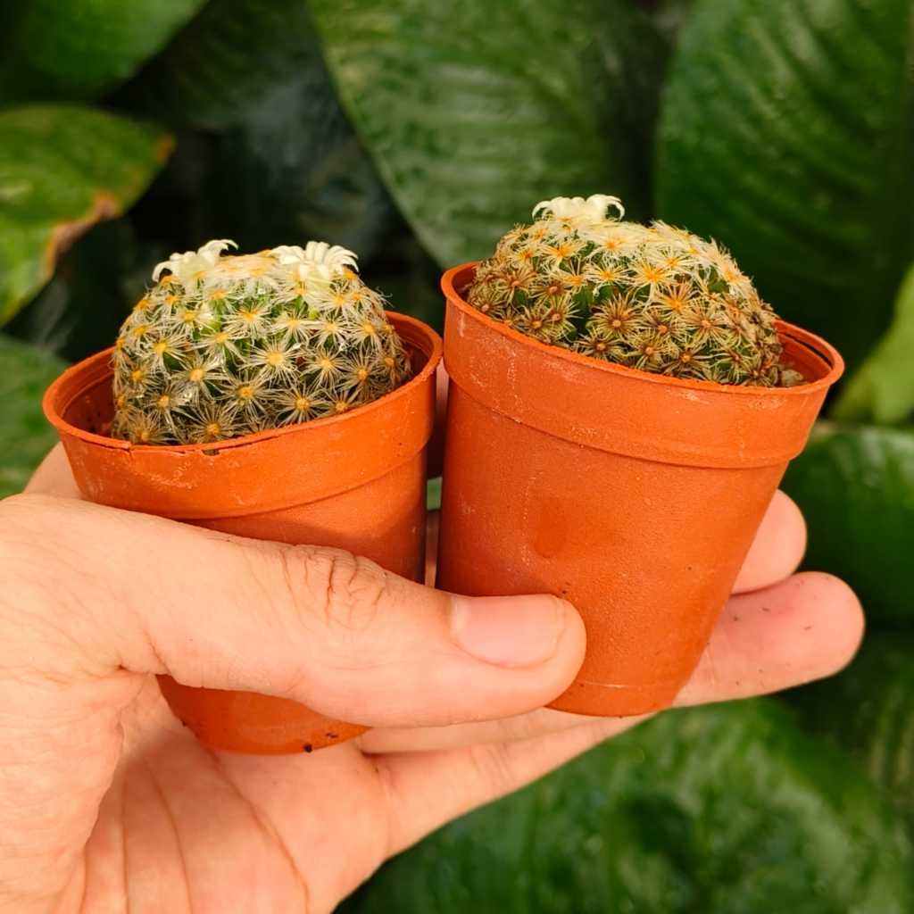 GPS Green Plant Society Live Cactus Type 35 Mammillaria schiedeana 明星 ...