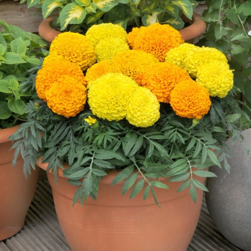 10 Benih Marigold kuning oren renek rendah bunga cantik lebat | Shopee ...