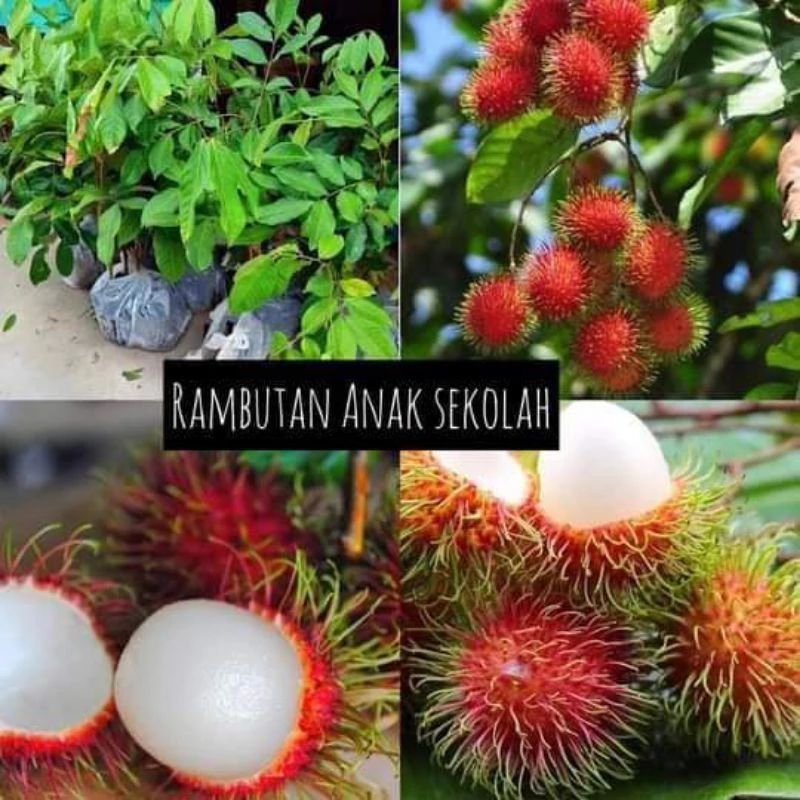 pokok rambutan anak sekolah dari biji+freegif🎁 | Shopee Malaysia