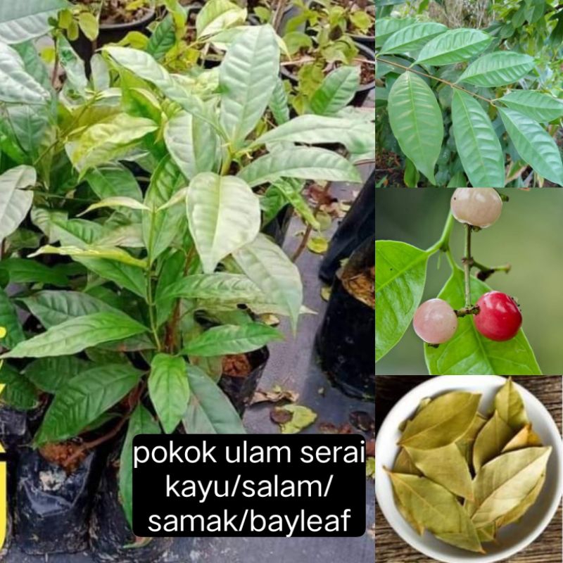 pokok serai kayu/salam/samak daun nasi kerabu+freegif🎁 | Shopee Malaysia
