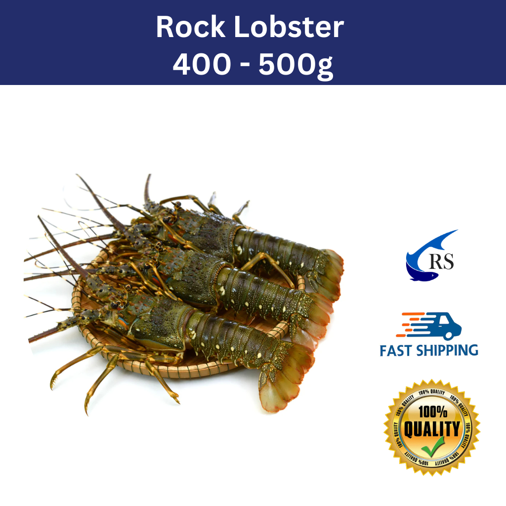 Premium Quality Rock Lobster Sabah Local (400-500g) Udang Galah 青龙虾 岩龙虾 ...