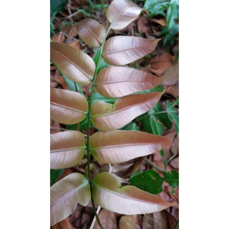 pokok paku miding/padang dalam polibag | Shopee Malaysia