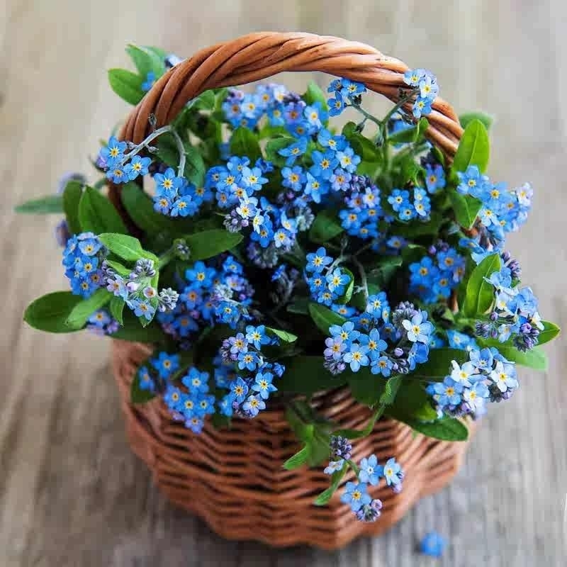 F13 25 pcs Forget me not flower seeds/Biji benih bunga forget me not ...