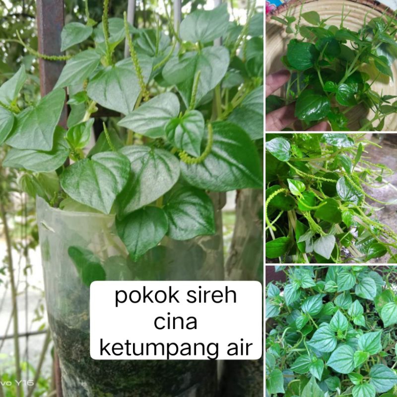 pokok sireh cina/ketumpang air+freegif🎁 | Shopee Malaysia