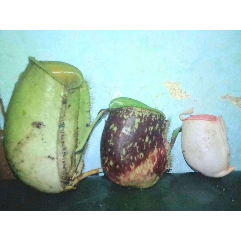 Kelongsong Periuk Kera Segar Original ( 50 pcs + extra 10 pcs ...