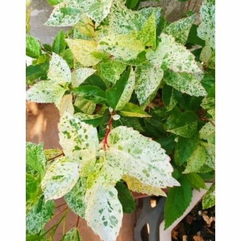 Anak pokok bunga raya berlapis 大红花 | Shopee Malaysia