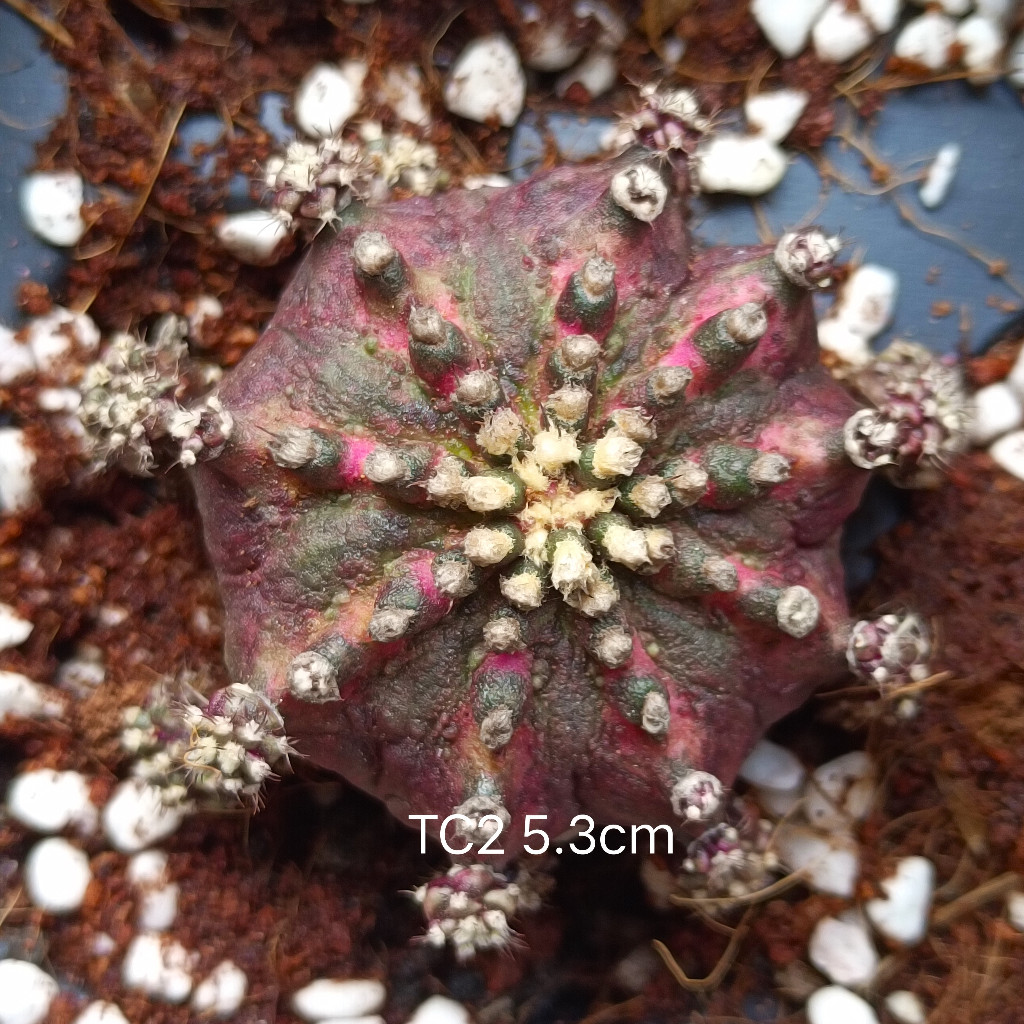 GYMNOCALYCIUM ID TRICERATOPS CACTUS (OFFSETS WITH SHORT ROOTS) | Shopee Malaysia