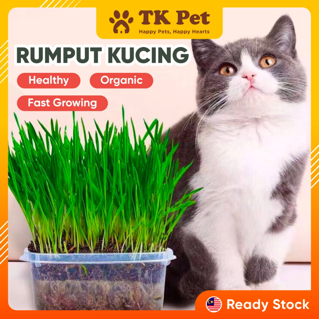 Cat Grass Rumput Kucing Cat Grass Self-Growing Rumput Kucing Tumbuh ...