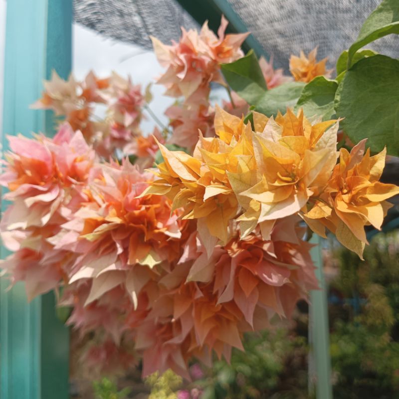 Keratan Bougainvillea@Bunga Kertas Sanggul Fatimah(Oren Peach) | Shopee ...