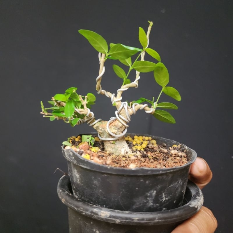bonsai jeliti sui mei 水梅 stok training | Shopee Malaysia