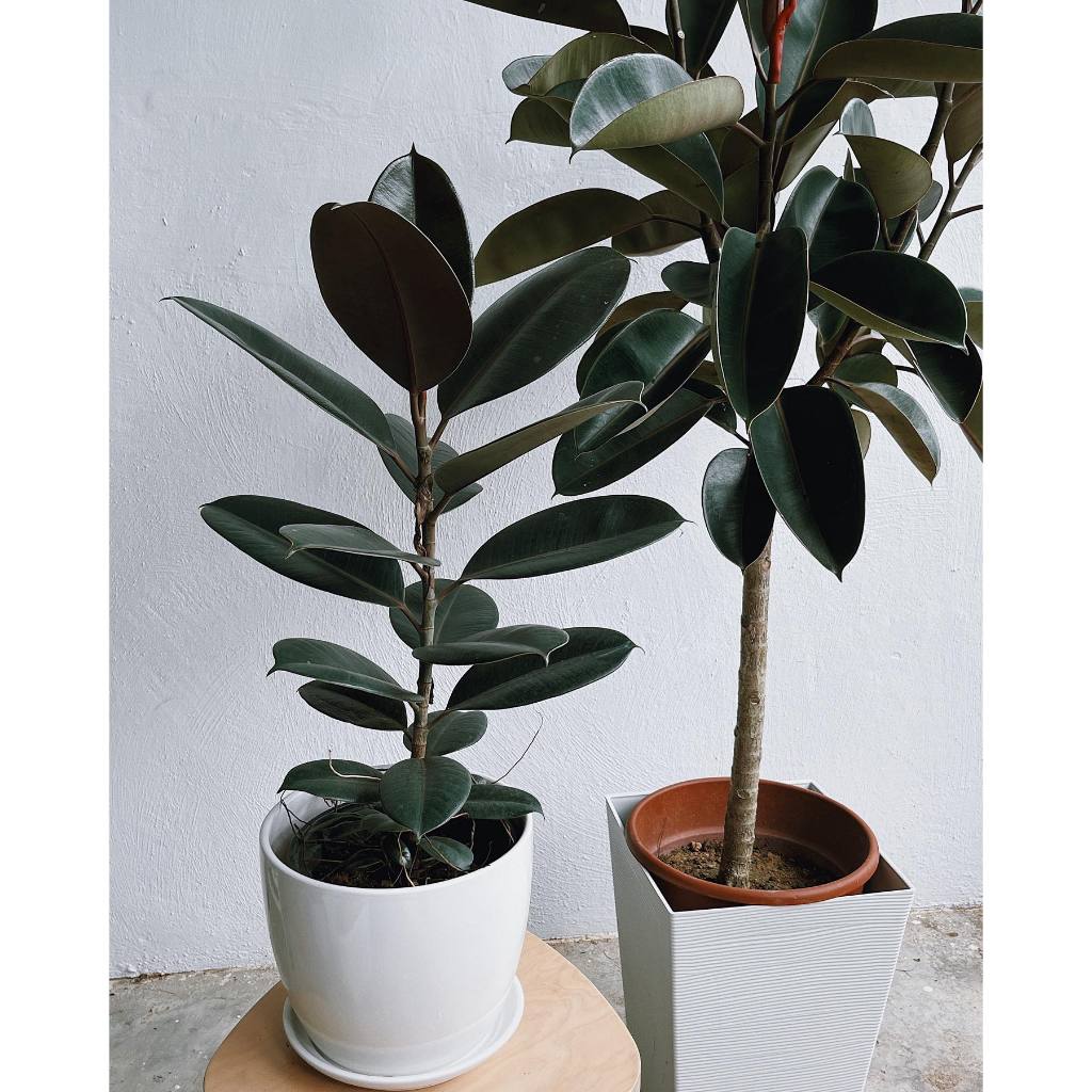 Big Size Ficus Elastica Rubber Plant 黑金刚 India black burgundy Tree ...