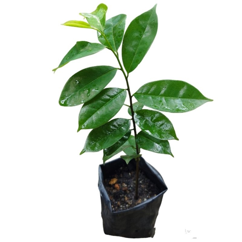 Anak Pokok Durian Belanda Soursop Fruit Live Plants Tumbuhan Khasiat ...
