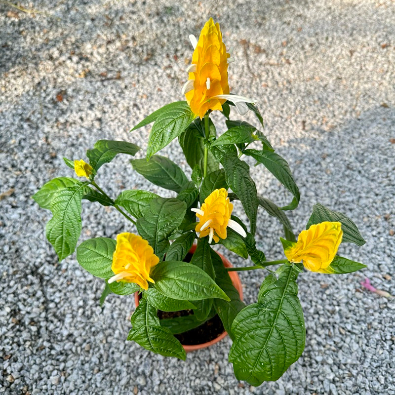 🔥OUTDOOR🔥 POKOK BUNGA JAGUNG / Bunga Lilin / Golden Shrimp / Lollipop ...