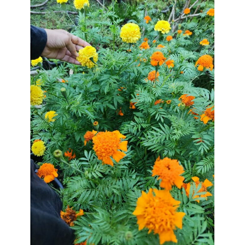 Anak pokok bunga MARIGOLD warna oren dan kuning | Shopee Malaysia