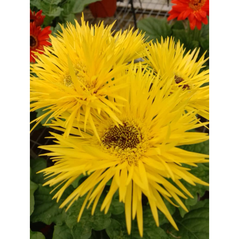 Pokok Bunga Daisy Kelopak Hancur/spider Yellow | Shopee Malaysia