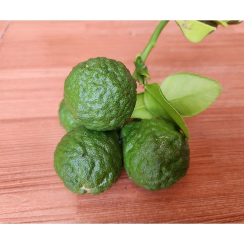 Limau Purut Segar Dari Pokok | Shopee Malaysia