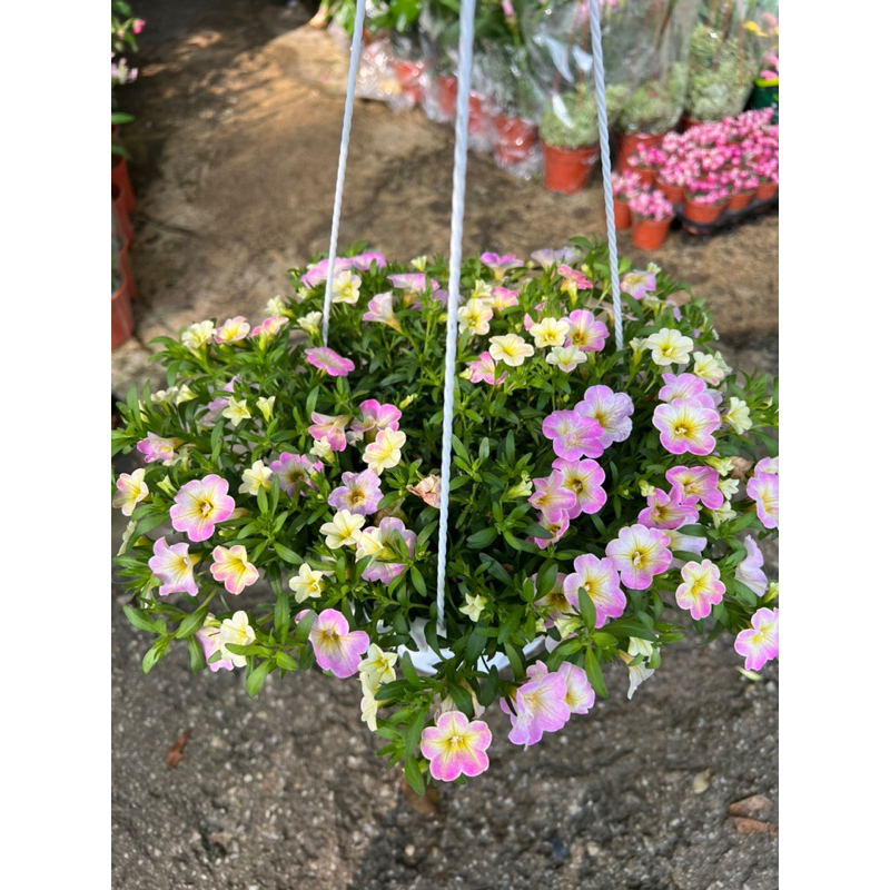 Petunia Mini Dengan Pasu Gantung / Petunia with Hanging Pot | Shopee ...