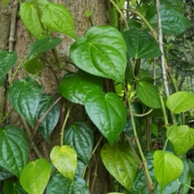 POKOK SIREH rare jarang dah nak jumpa ada pokok Sireh kt rumah, sgt ...