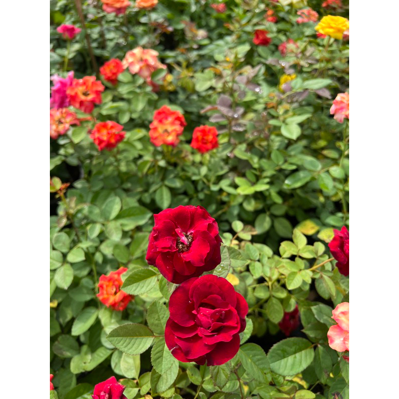 Ros Kampung Tahan Panas ( Direct Matahari ) | Shopee Malaysia