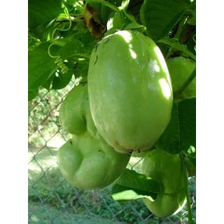 ANAK POKOK MARKISA MEGA / Buah Markisa Jumbo/Besar/Giant | Shopee Malaysia