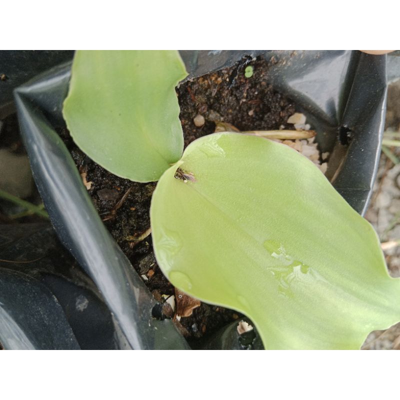 Anak pokok Cekur @ Kencur | Shopee Malaysia