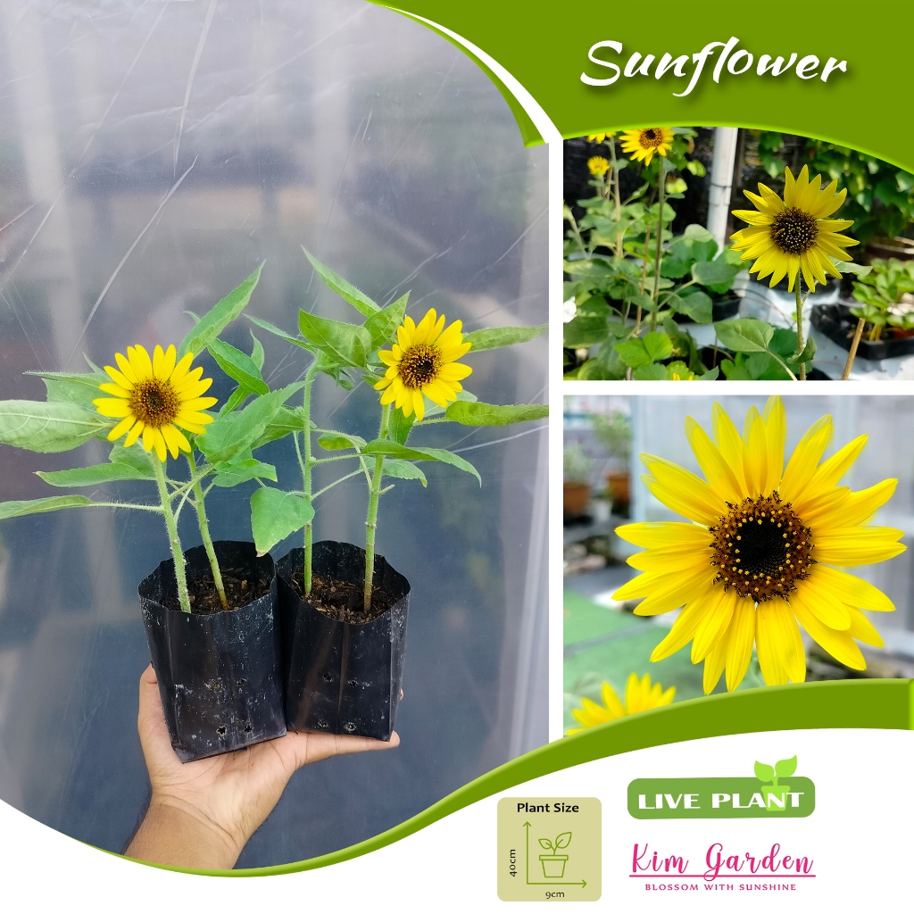 🔥(Live Plant) Anak Pokok Bunga Matahari renek/Sunflower dwarf🔥 | Shopee ...