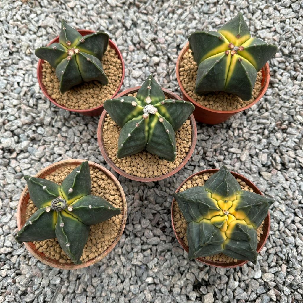 GPS Green Plant Society Live cactus Astrophytum myriostigma 星兜仙人掌 (star ...