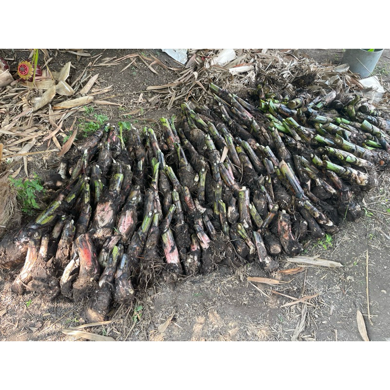 🍌 (PPY Banana) Quality Pisang Berangan Seedlings (Benih Sulur Pisang ...