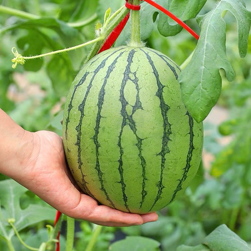 Imported F1 Super Sweet Thin Skin Small Watermelon -5seeds |Tembikai ...