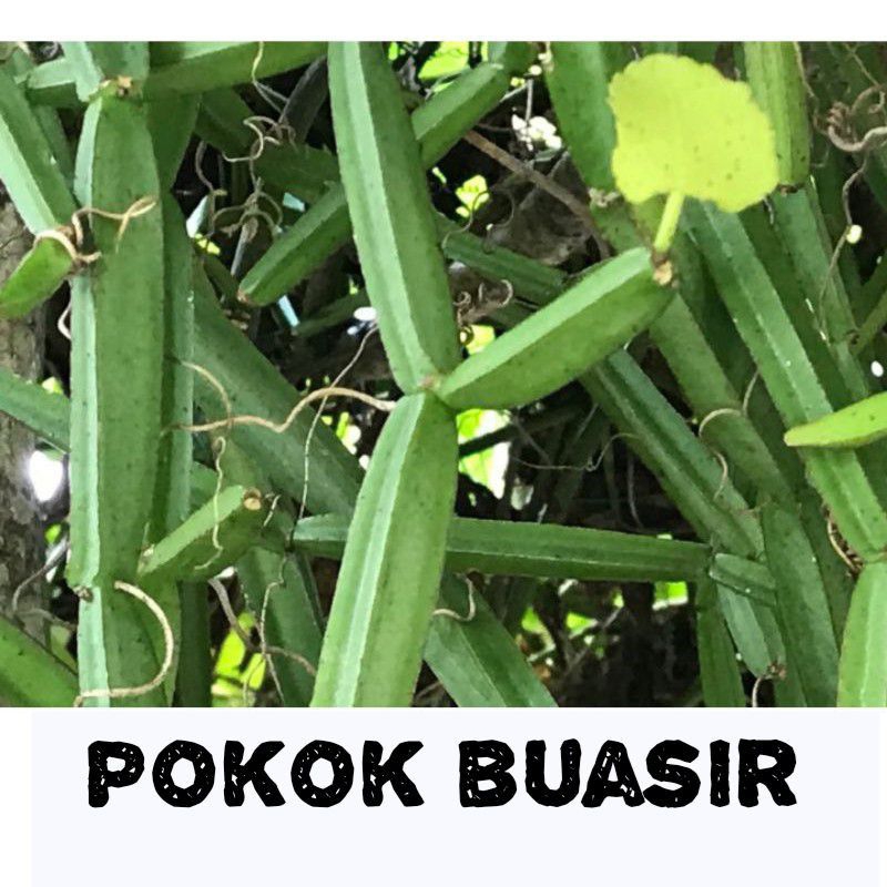 ANAK POKOK KATHAM SERIBU | KATAM SERIBU | POKOK BUASIR | Shopee Malaysia