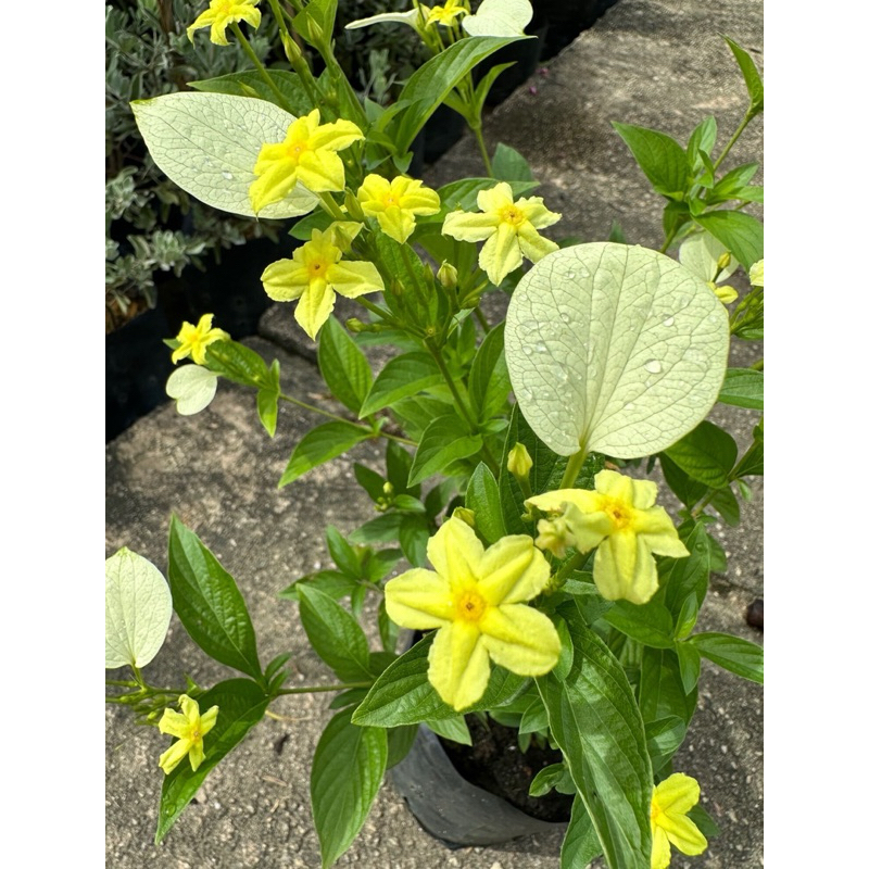 【TW668】 Dwarf Mussaenda yellow outdoor live plant | pokok bunga kuning ...