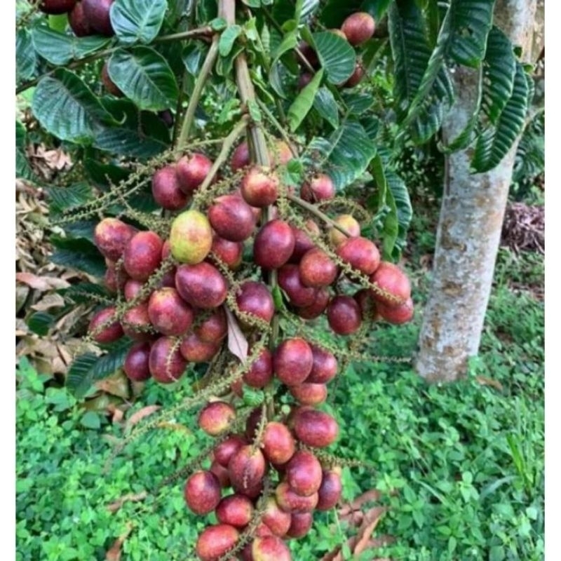 pokok buah matoa buah besar | Shopee Malaysia