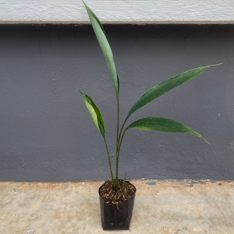Pokok Serai Acheh/ Tepus Wangi/ Puar Kampung Dalam Polybeg | Shopee ...