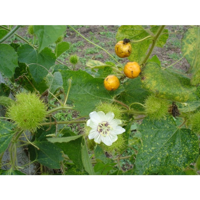 Pucuk LETUP-LETUP ULAT BULU | Markisa Hutan | Passiflora foetida ...