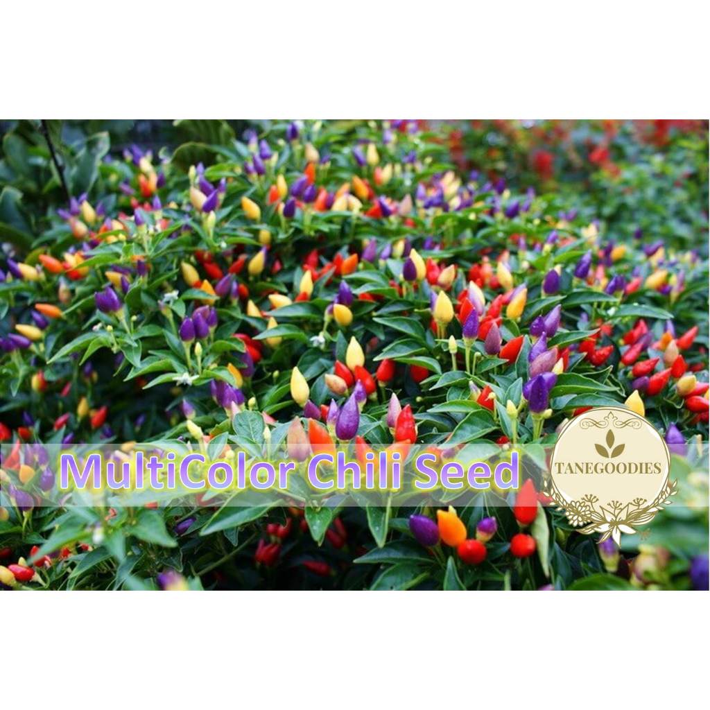 20pcs Seeds Cili Pelangi Multi color Bolivian Rainbow Chili Pepper Cili ...